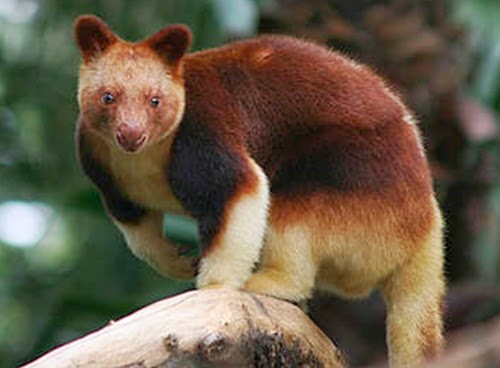 Dingiso - um canguru diferente - Dendrolagus mbaiso ~ Você realmente sabia?