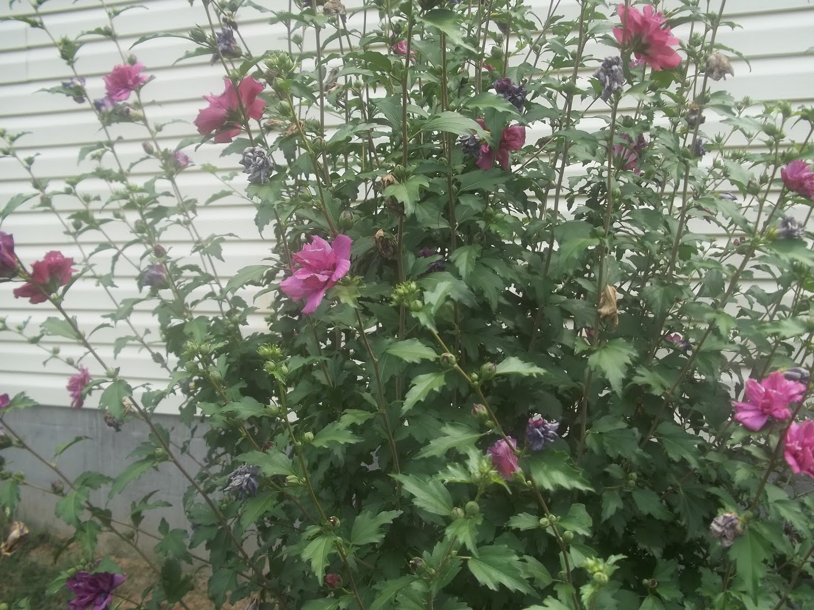 Gardener's Delight: Rose Of Sharon Trees Starting To Bloom