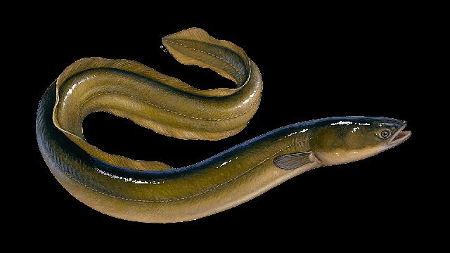 Habitat Ikan Belut di Alam Bebas