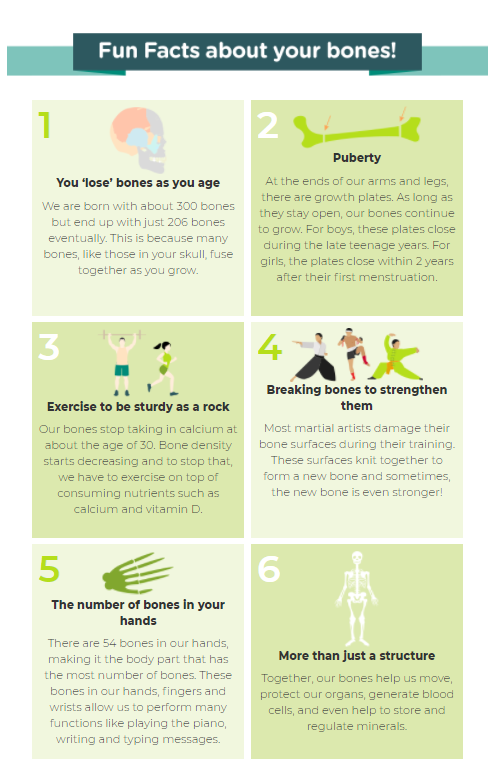 Fun Facts About Bones fun-facts-about-bones