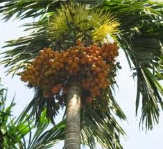 North East of India - everything you wanted to know!: The 3rd Element ...