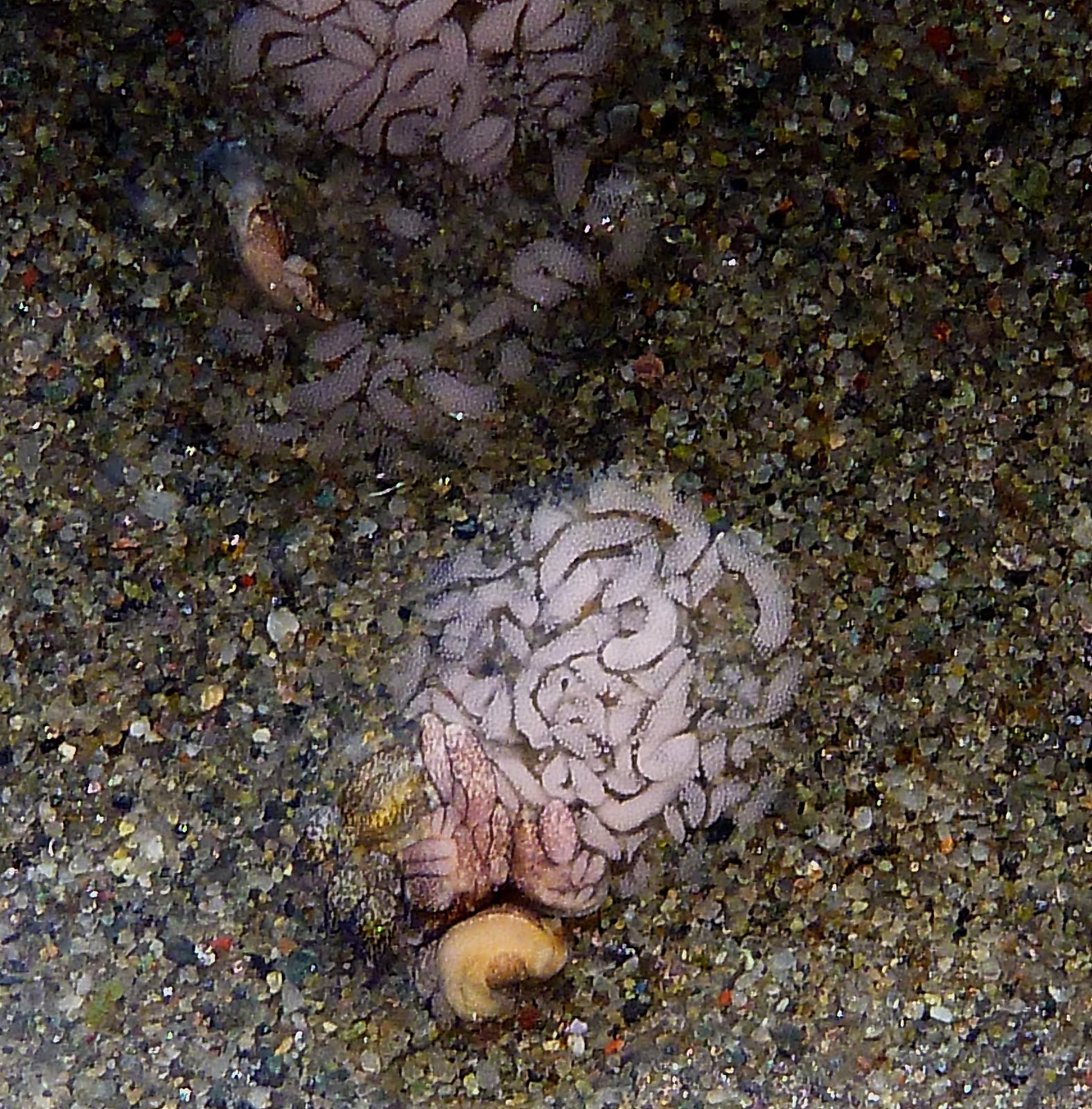 Buzz's Marine Life of Puget Sound: Sand Collar Season....or More Tiny ...