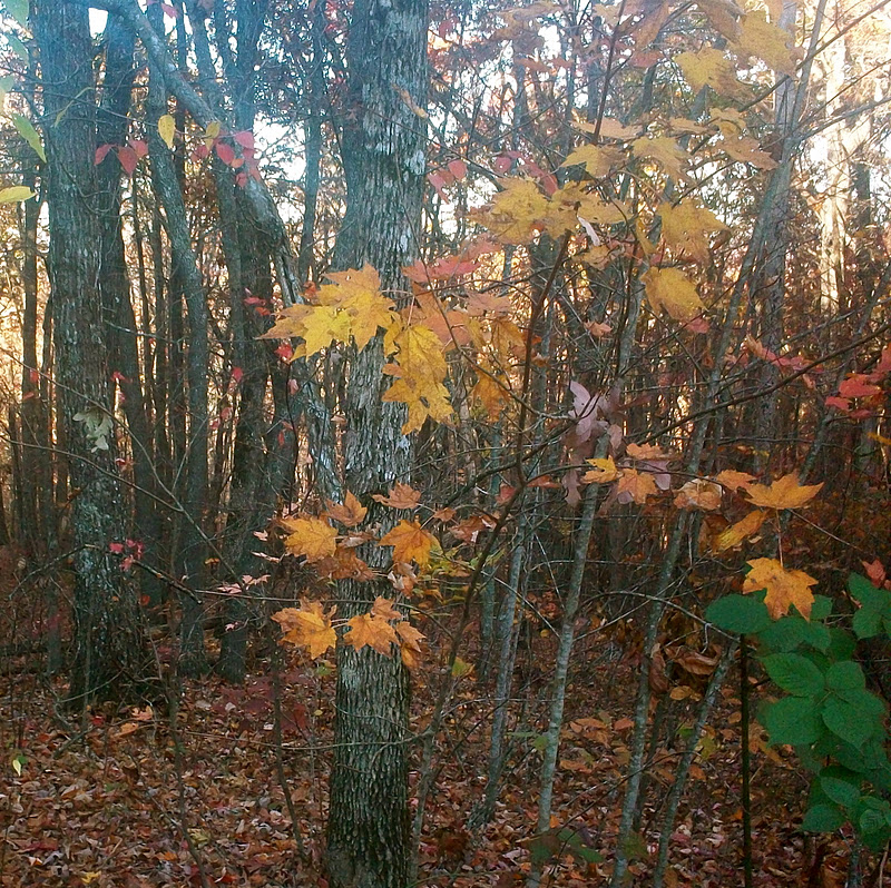 Living Above the Frost Line: NOVEMBER DAYS IN THE SOUTHERN APPALACHIAN ...