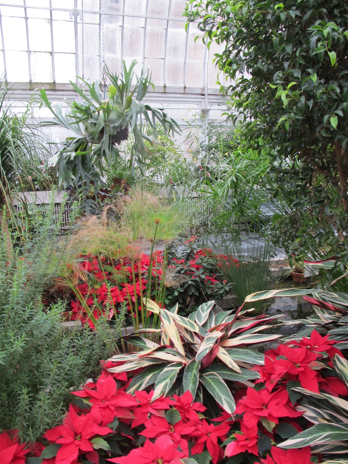 SHAHRZAD VOUS RACONTE...LA VIE: WESTMOUNT GREENHOUSE-LIBRARY - PARK ...