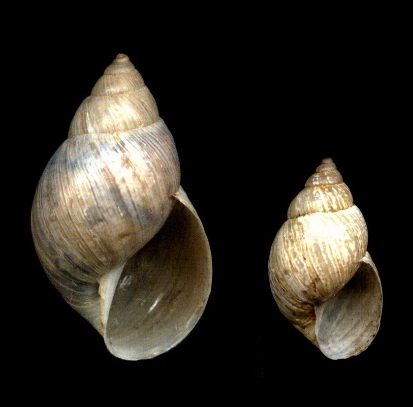 Moluscos terrestres de Argentina: Naesiotus centralis (Doering, 1879)