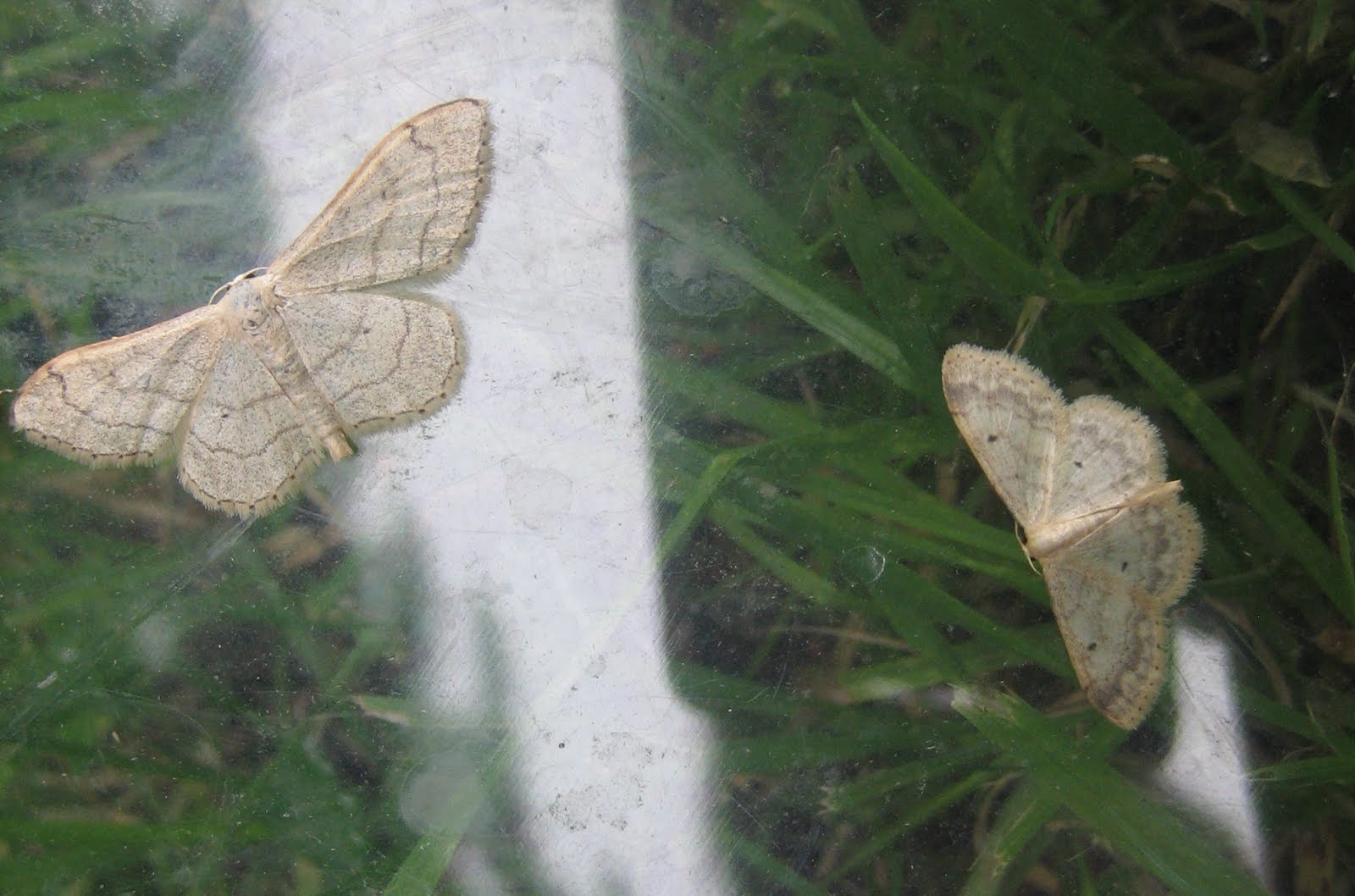 Martin's Moths: All of a flutter