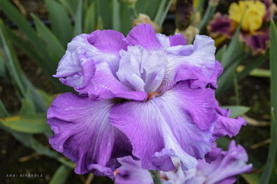 World of Irises: Novelty Iris