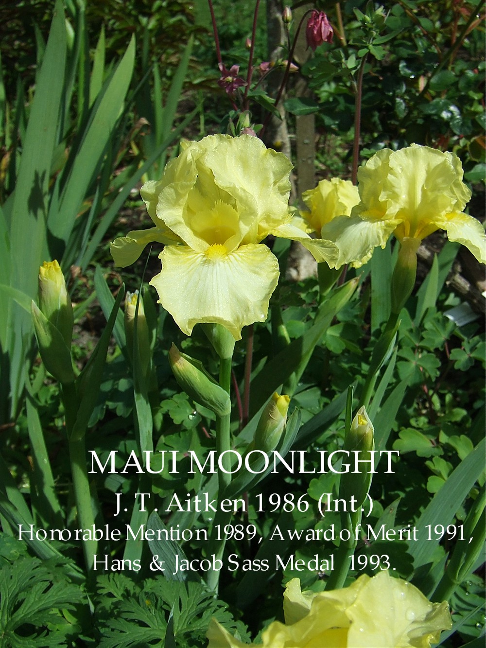 Intermediate Bearded Iris MAUI MOONLIGHT ~ HERITAGE IRISES