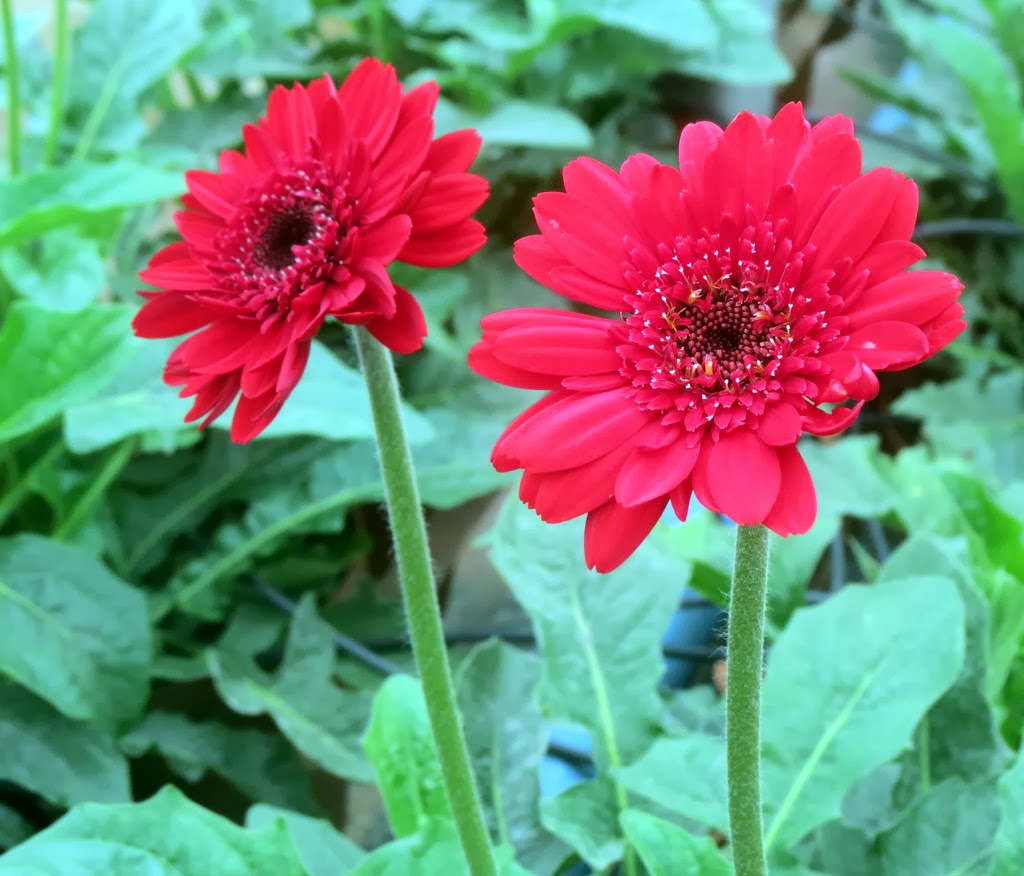 Kreatiewe Joernaal: Die bekoring van blomme