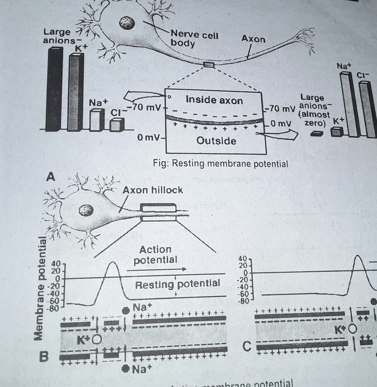 Depolarization Action Potential Neuron Psychology