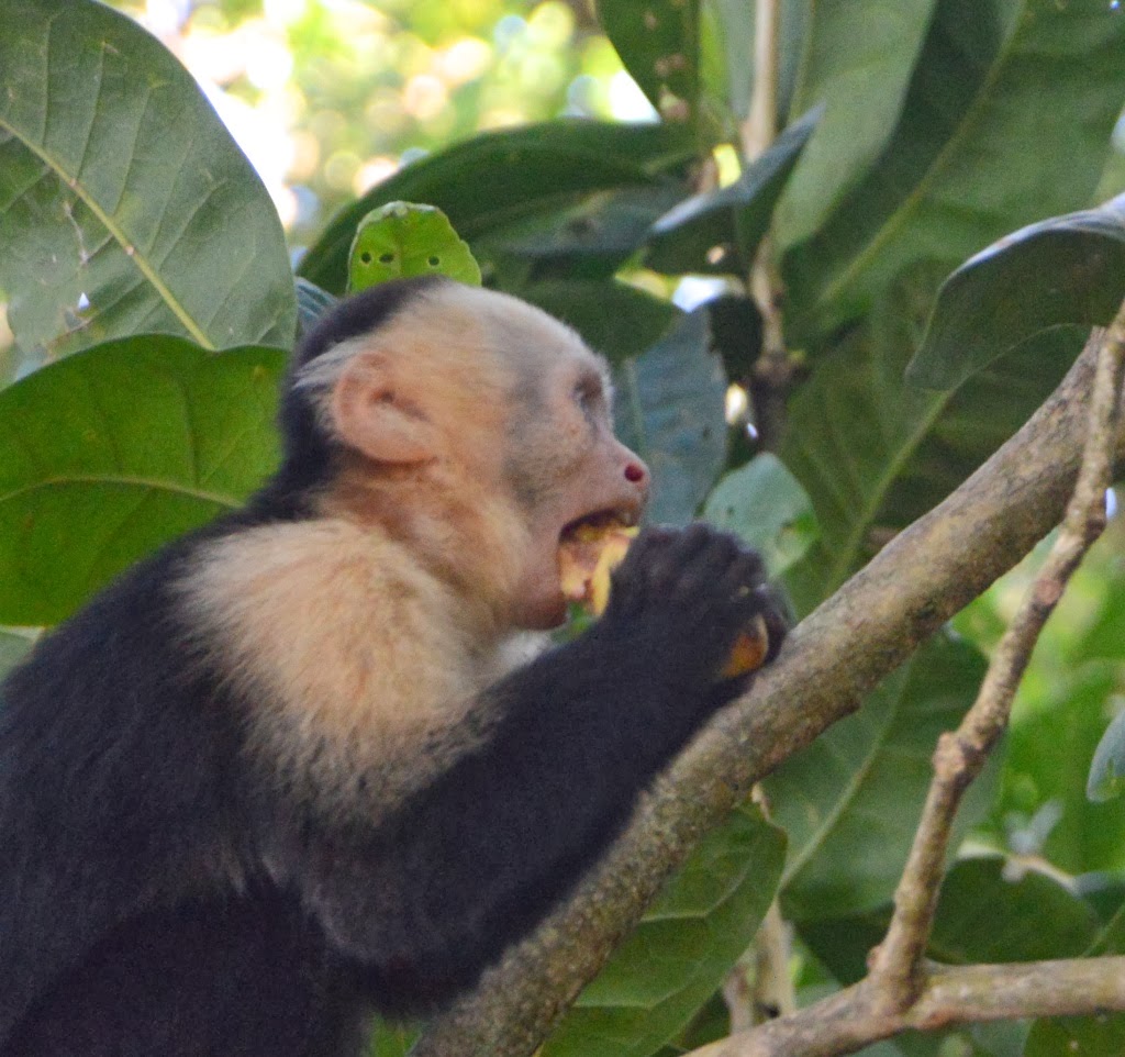 Mae's Food Blog: Monkeys Eating Fruit