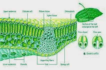 Leaf tissue organs in plants | NEED HEALTHY BODY