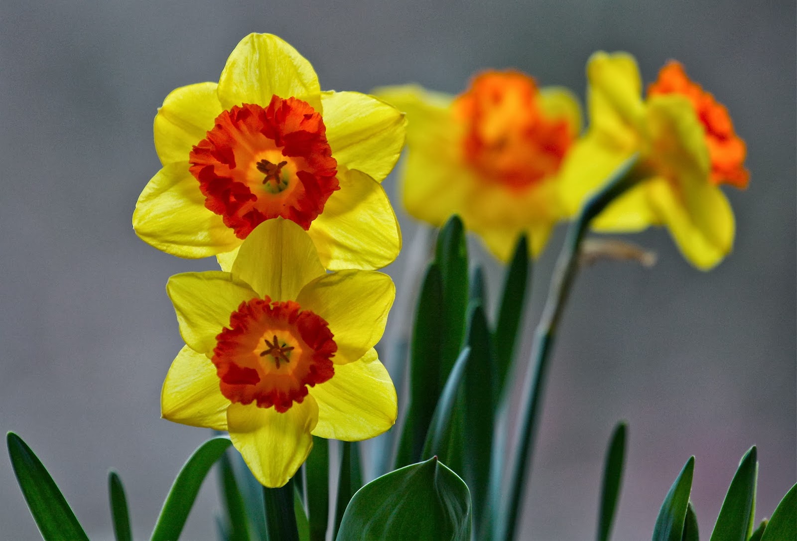 Sweet Southern Days: Daffodils in Bloom