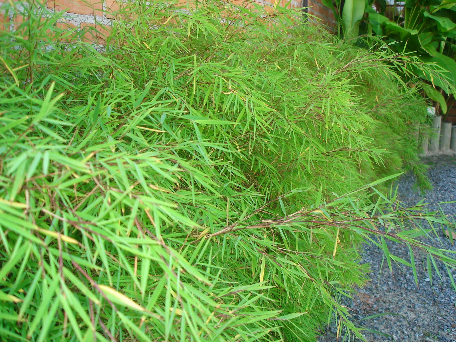 TERRA PRETA = Paisagismo+Projetos+Manutenção de Jardins: Vegetação em ...