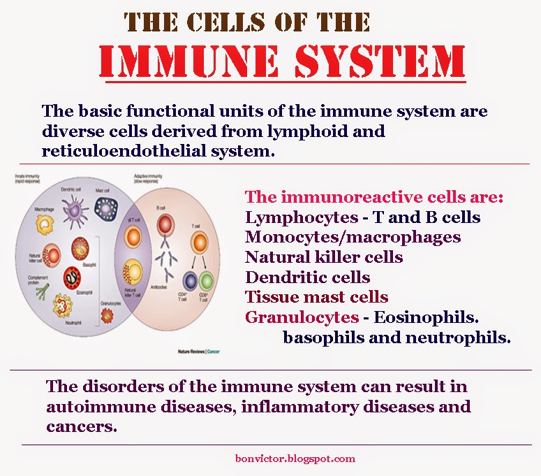 bonvictor.blogspot.com: The cells of the Immune System