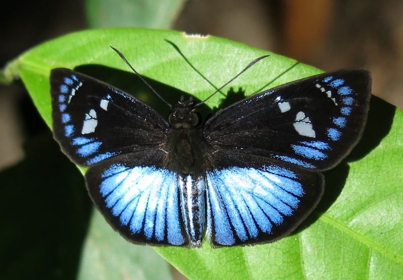 Birdernaturalist: Rio Azul Jungle Lodge – My First Visit