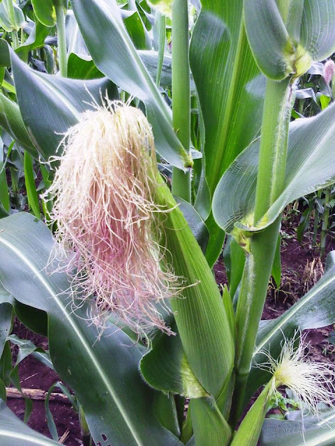 Make over Ksh 70, 000 from 1 acre green maize in Kenya ~ Agro ...