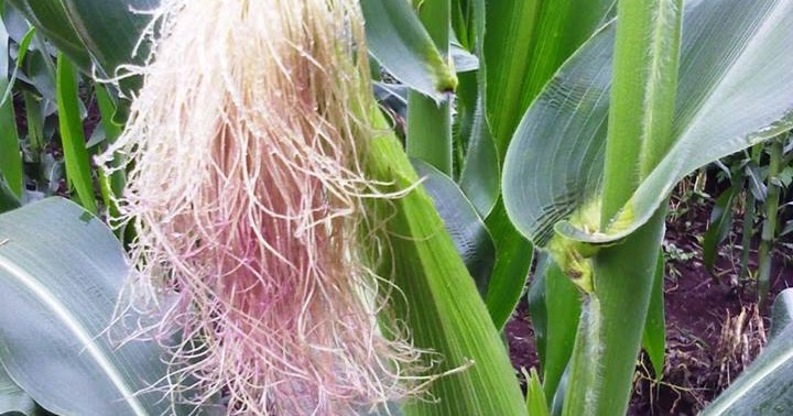 Make over Ksh 70, 000 from 1 acre green maize in Kenya ~ Agro ...