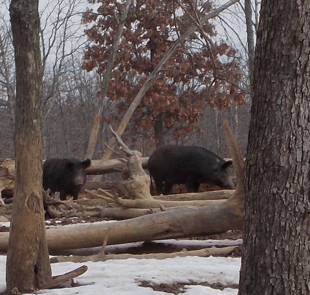 Hank Huntington: Arkansas Razorback at High Adventure Ranch