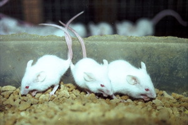 Gema Wirausaha: Budidaya Tikus Putih