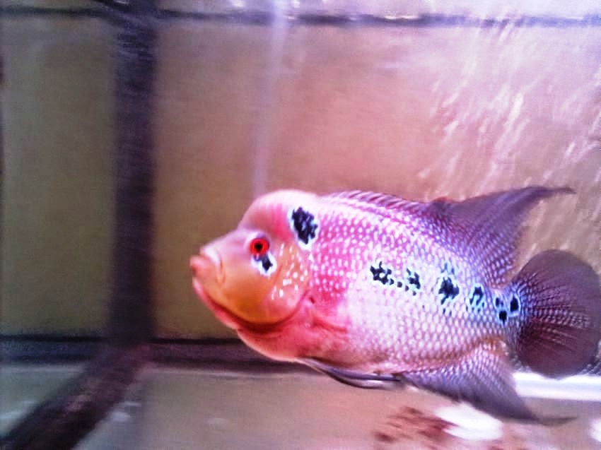 FLOWERHORN FISH photos - wallpapers (ανανεωμένο) | the fun bank