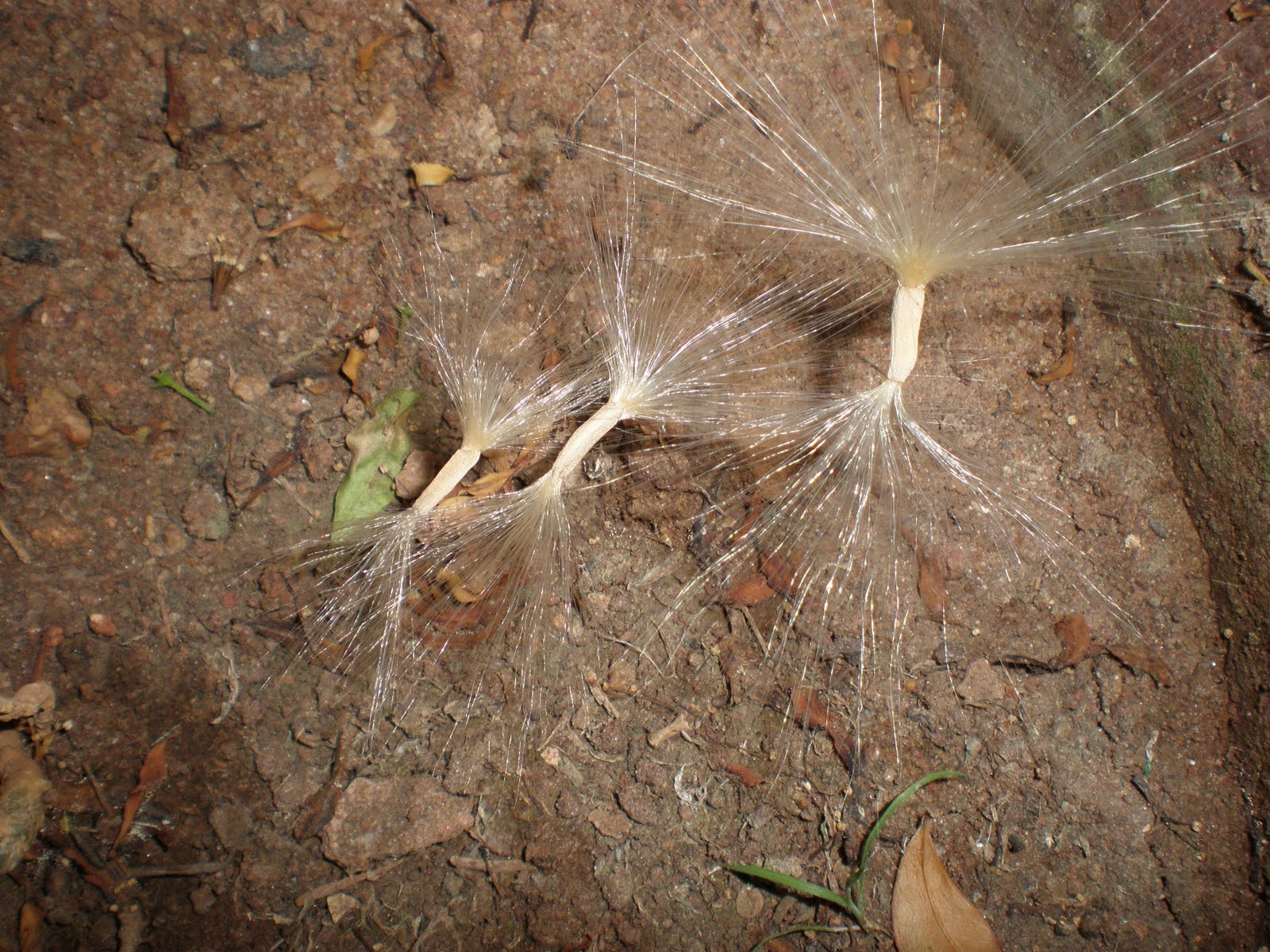 Maradhi Manni: Nature's Wonders... Flying Seeds In Our Garden!