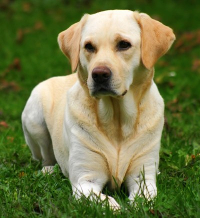 Labrador Retriever Dog | Fun Animals Wiki, Videos, Pictures, Stories