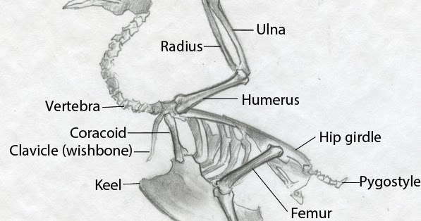 Sandy Scott Art: #416 In the studio: Bird anatomy, con't