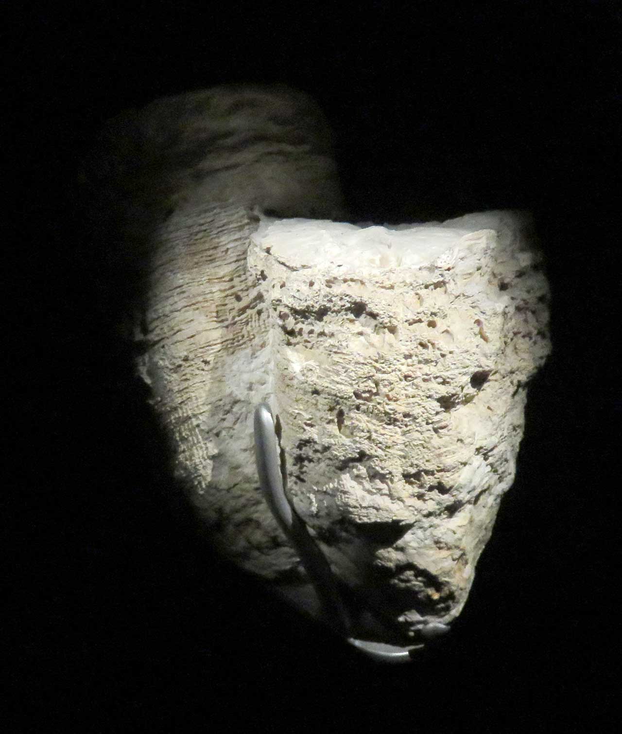 Louisville Fossils and Beyond: Hippurites rudiosus Mollusc Fossil