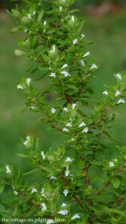Cottage Life on Pilgrim's Farm: Jamaican Mint Tree - Updated...