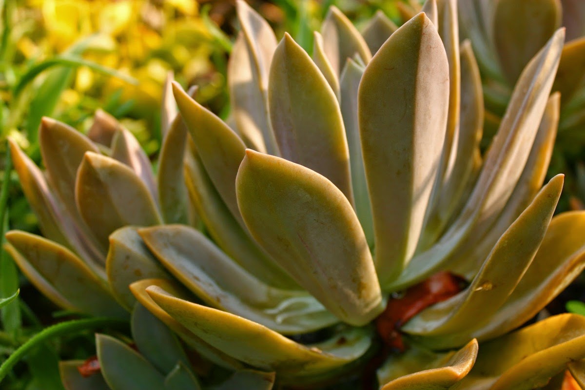 Life at Dharwad: lotus cactus