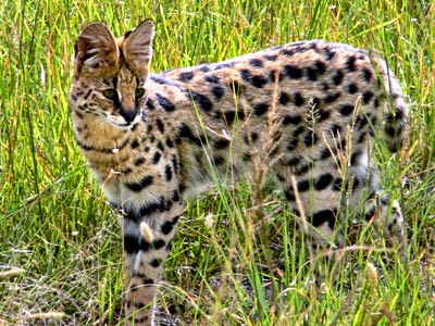 Info animales: SERVAL LEPTAILURUS SERVAL