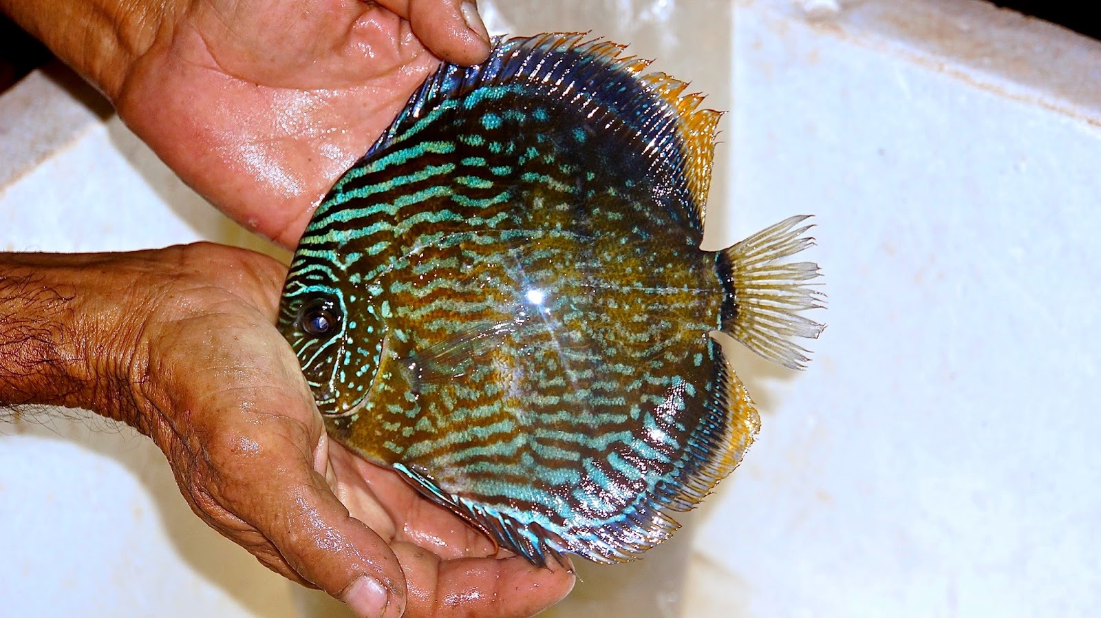 Discus Since 1987 : 3 months to get 4000 Wild Discus