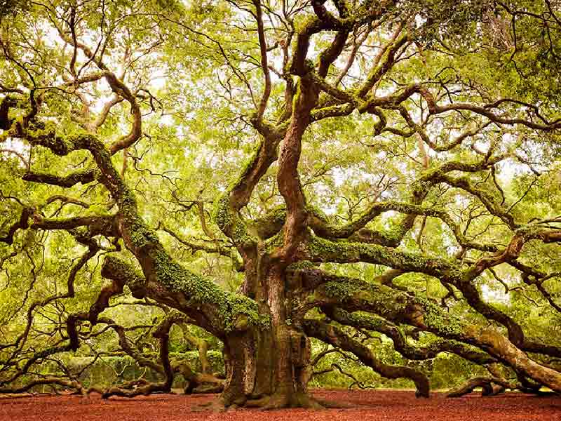 15 lecciones de vida que podemos aprender de un árbol