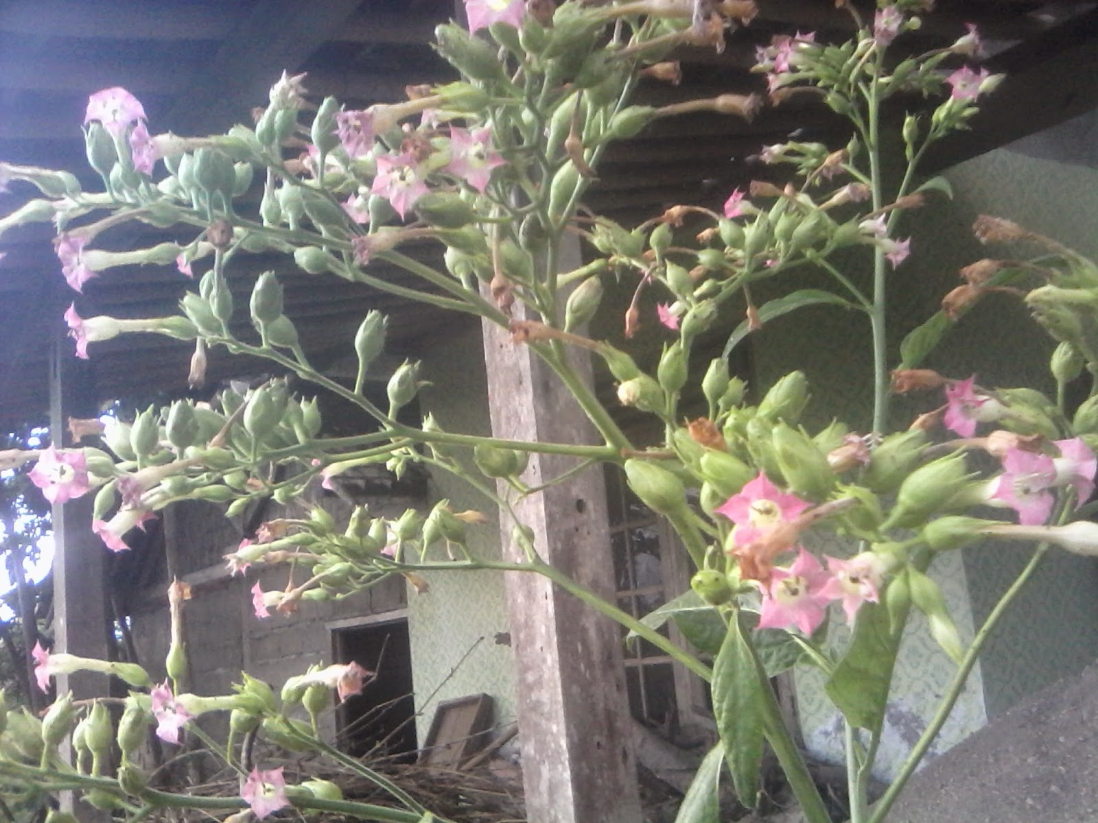 Bunga Tanaman Tembakau | Directory Tanaman | Nama Dan Gambar