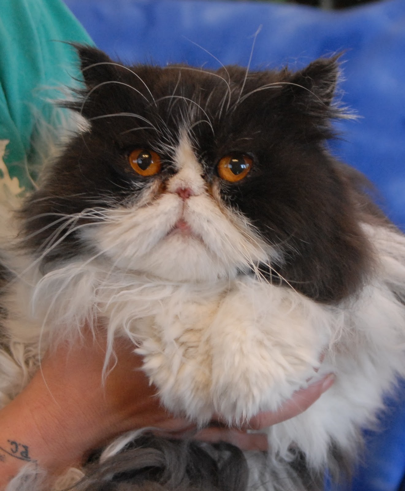 Is This The Cutest Cat Species Ever Bored Panda