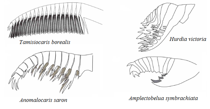 PaleoStories: Tamisiocaris, un nuovo anomalocaride filtratore (Parte 2)