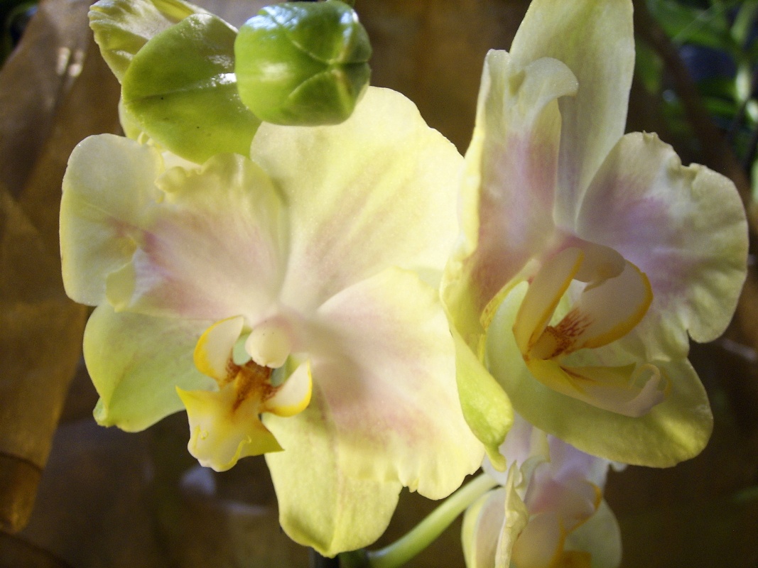 Annela lilleaed: Kuukingade nimetud hübriidid meie kaubandusest