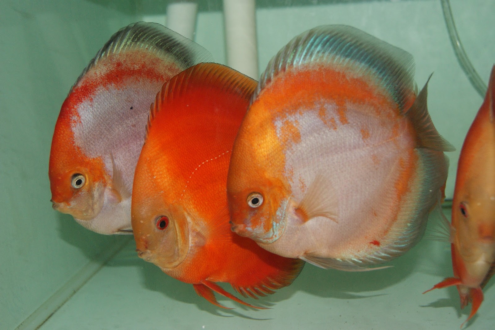 White Scorpion: Red calico