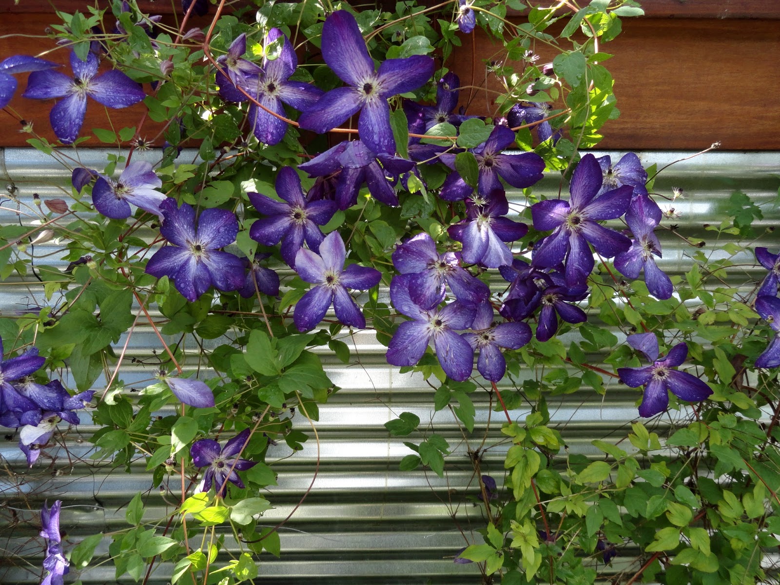 danger garden: The garden of Debbie Friedman, a stop on the Garden ...