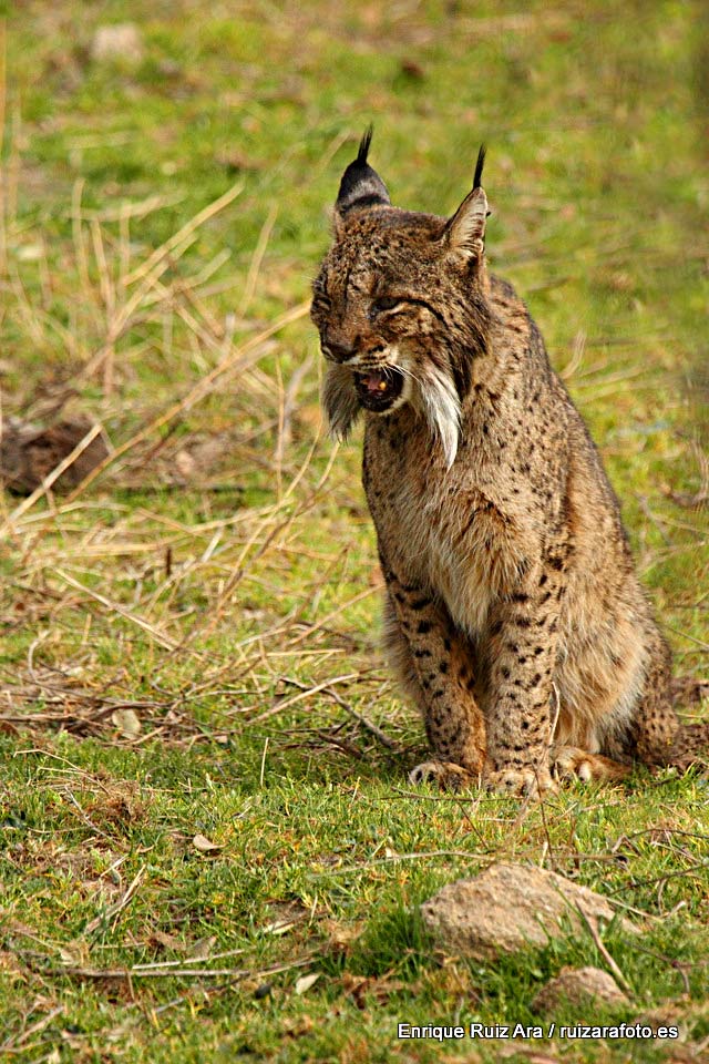 FOTO NATURA HUESCA 2: LINCE IBÉRICO lynx pardinus Coenraad Jacob ...
