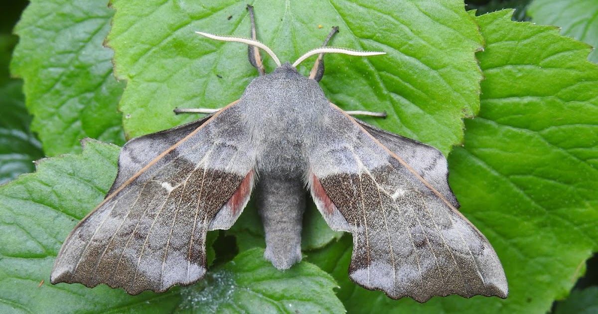 The Hairy Birder: Moths