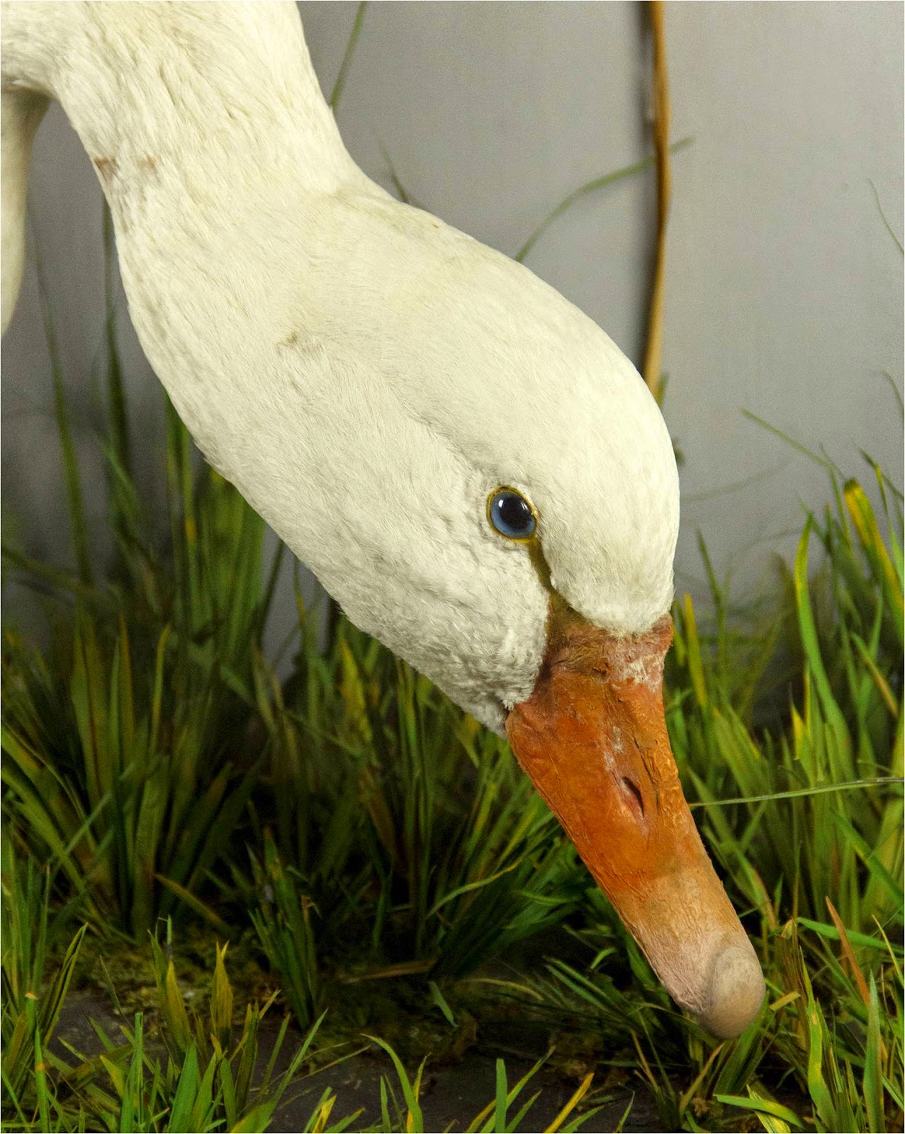 Bird Hybrids: Greylag Goose x Mute Swan