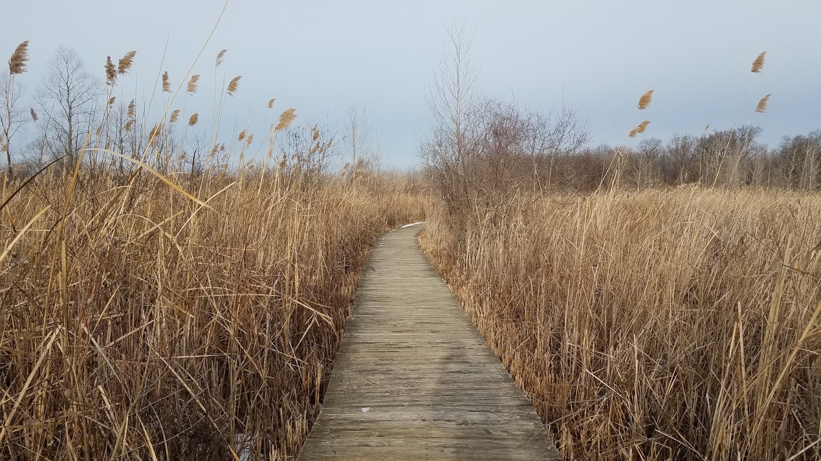 Wilderness Wanderings: Crosswinds Marsh