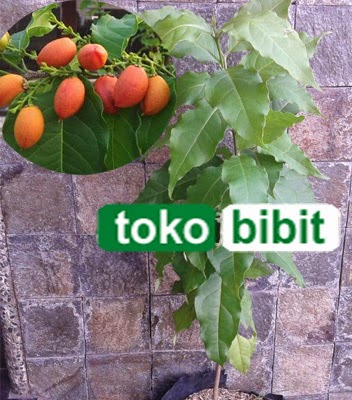 KACANG AMAZON | TOKO BIBIT