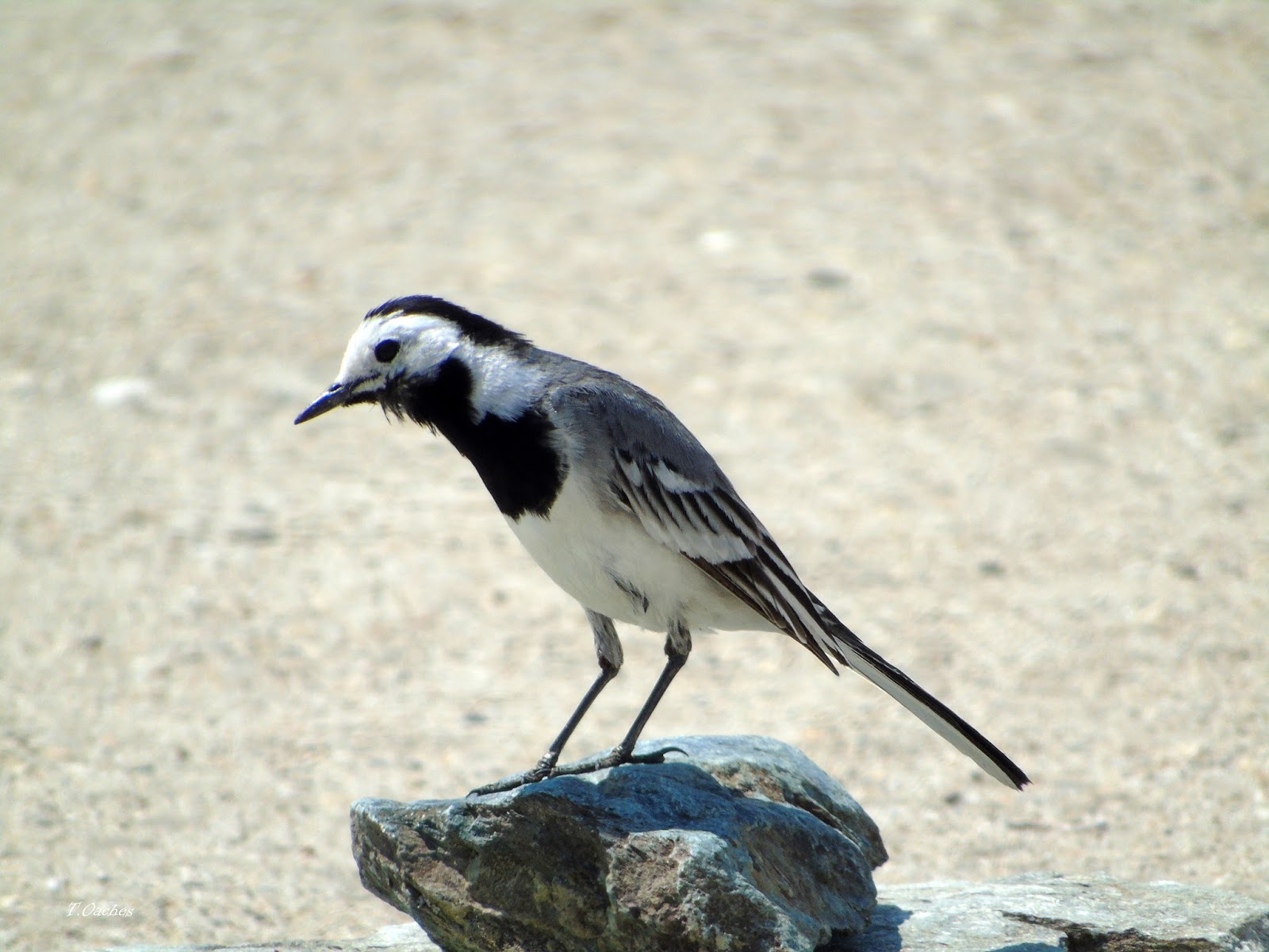 PASARI DIN ROMANIA: CODOBATURA ALBA, Motacilla alba