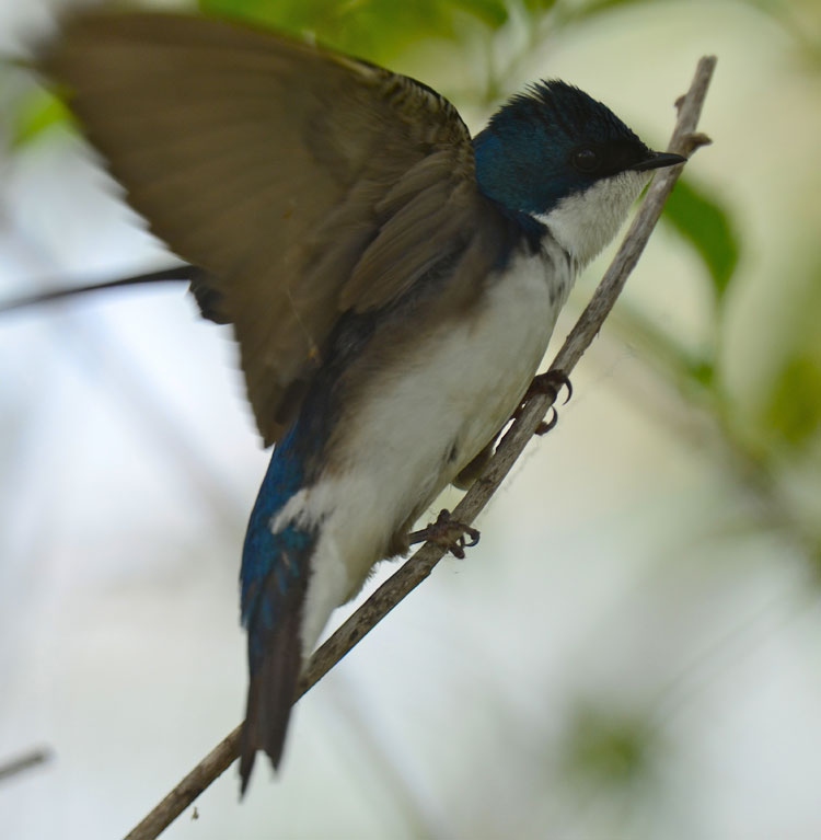 Red and the Peanut: Closeups of a male Tree Swallow...