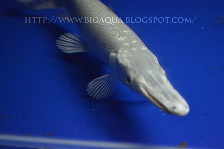 11" Platinum Alligator Gar (Atractosteus Spatula) ~ Big Aqua
