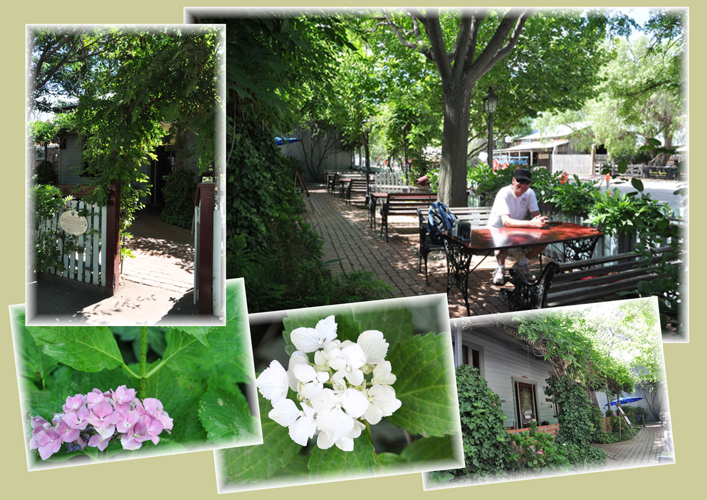 a bit of everything: tea and scones at the Wisteria Cafe in Echuca!