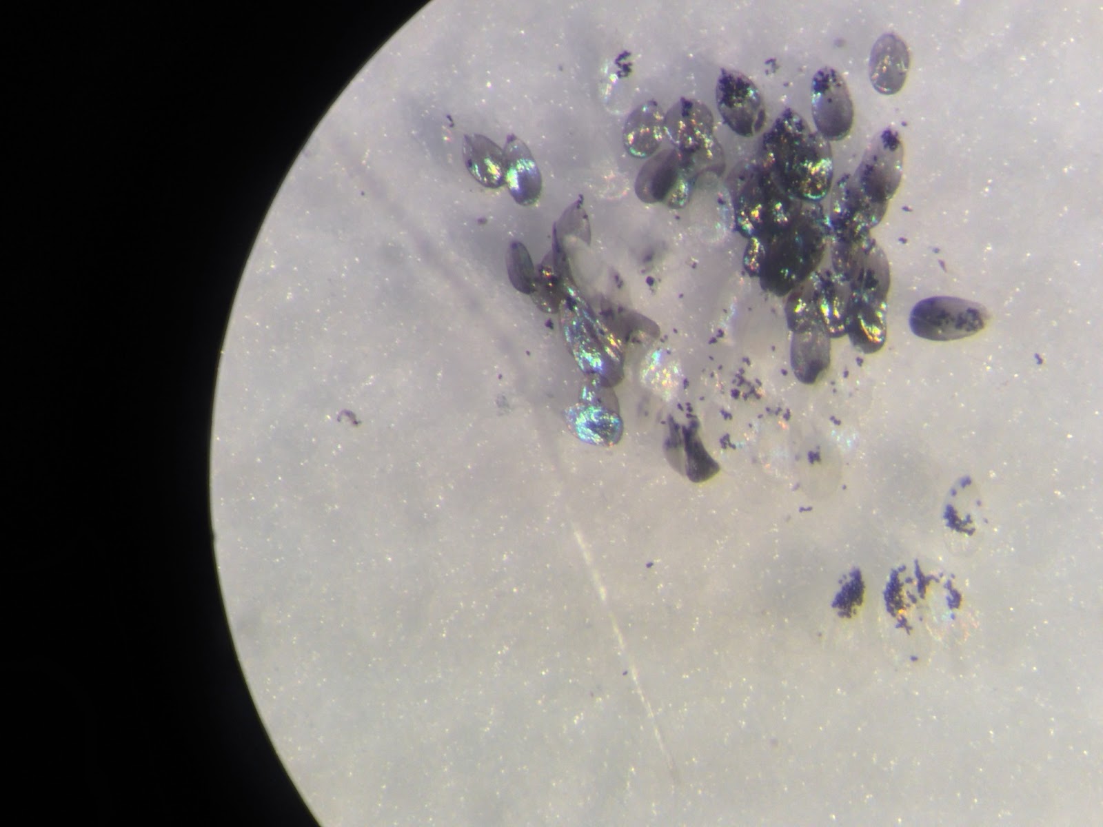 Archie's Garden: Scary Things: the OE Plague